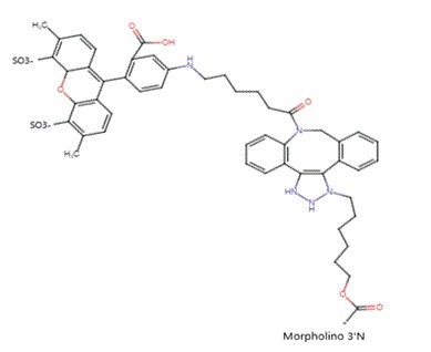 Custom Morpholinos, Controls and End Modifications | Gene Tools, LLC
