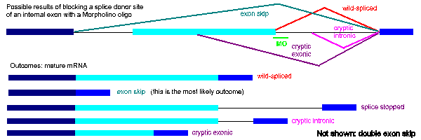 Splicing outcomes: targeting for exon skipping or intron inclusion ...