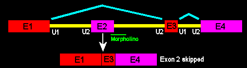 Splicing outcomes: targeting for exon skipping or intron inclusion ...