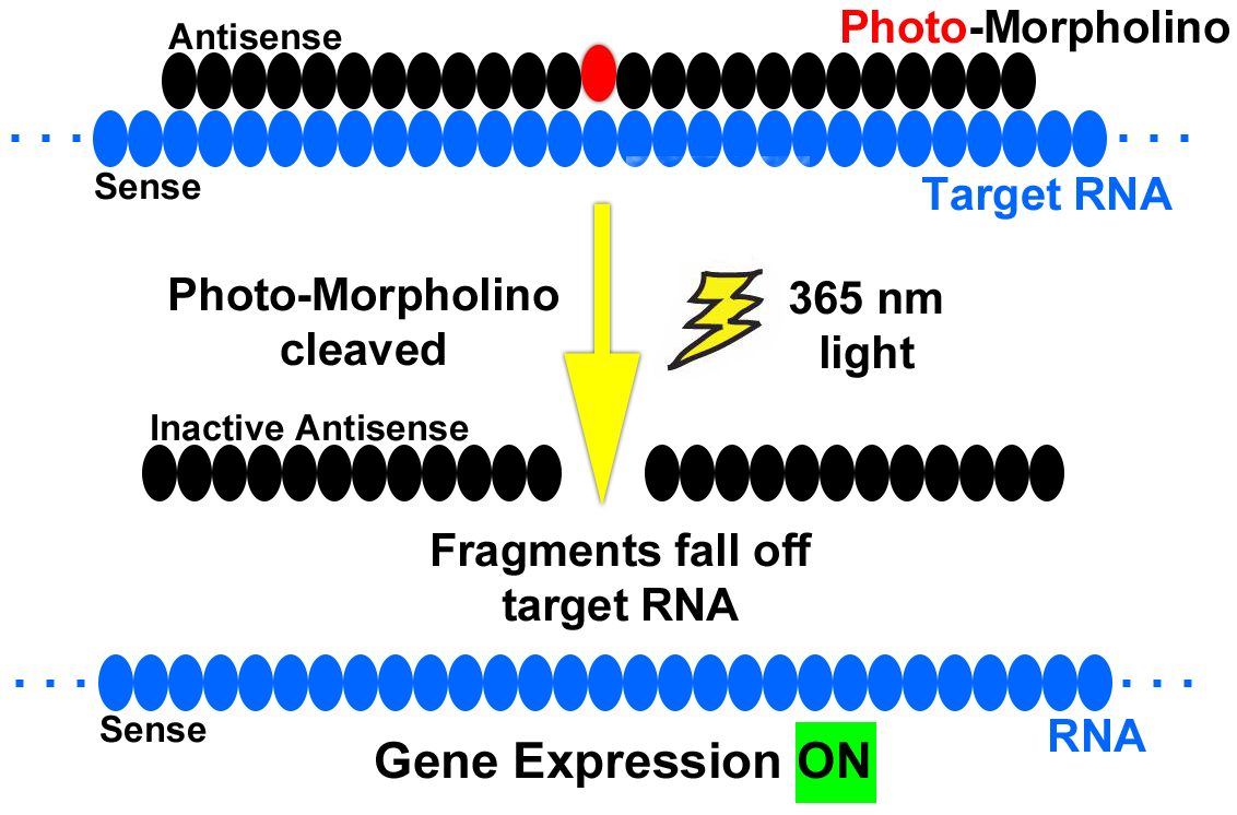 Photo-Morpholinos | Gene Tools, LLC