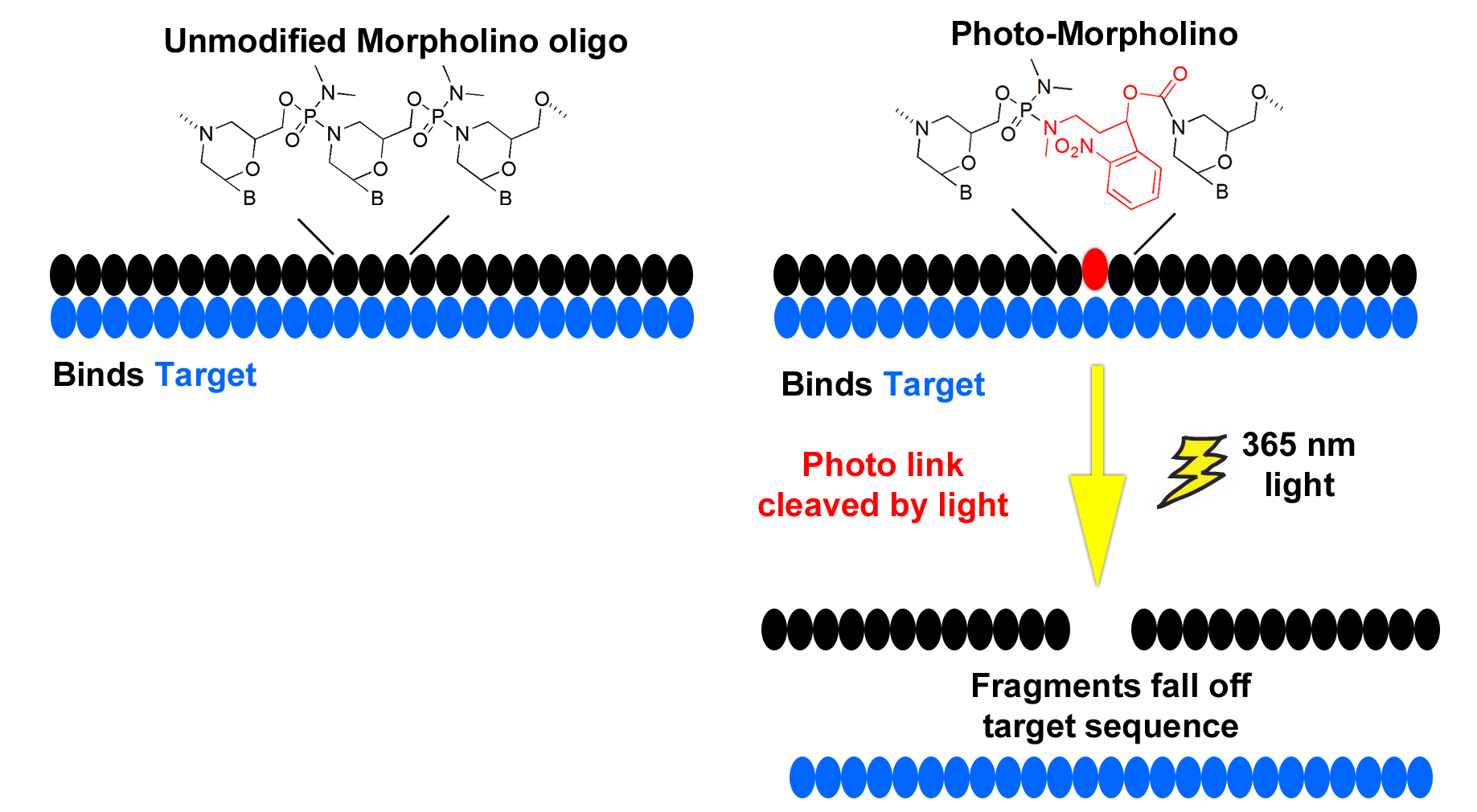Photo-Morpholinos | Gene Tools, LLC